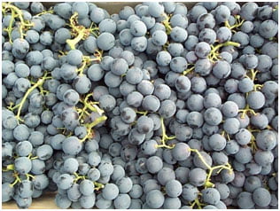 SEME GROŽĐA lat.Vitis vinifera najjači antioksidans - PRIRODNIM PUTEM ...